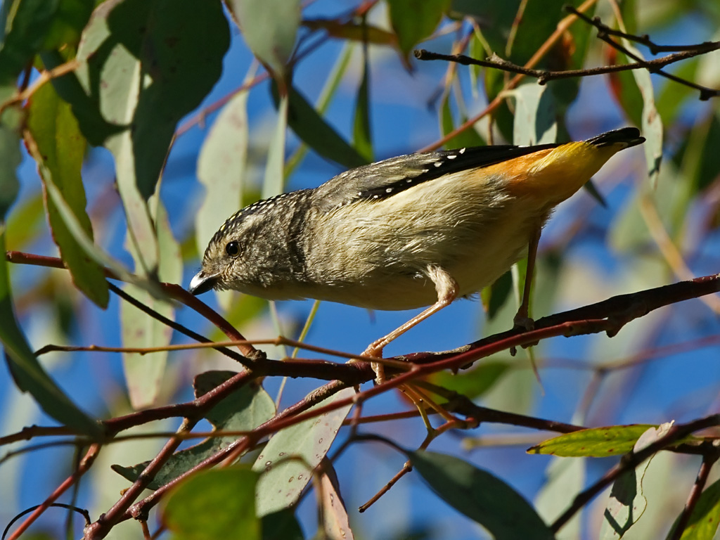 Spotted Pardalote - Canberra Birds